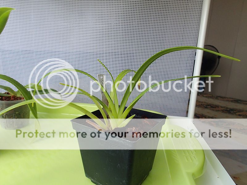 Is this really a Betheva? | Slippertalk Orchid Forum