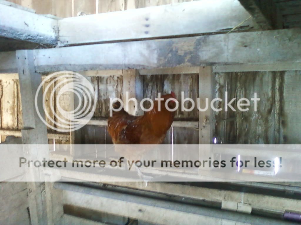 Free Easter Egger Rooster | BackYard Chickens - Learn How to Raise Chickens