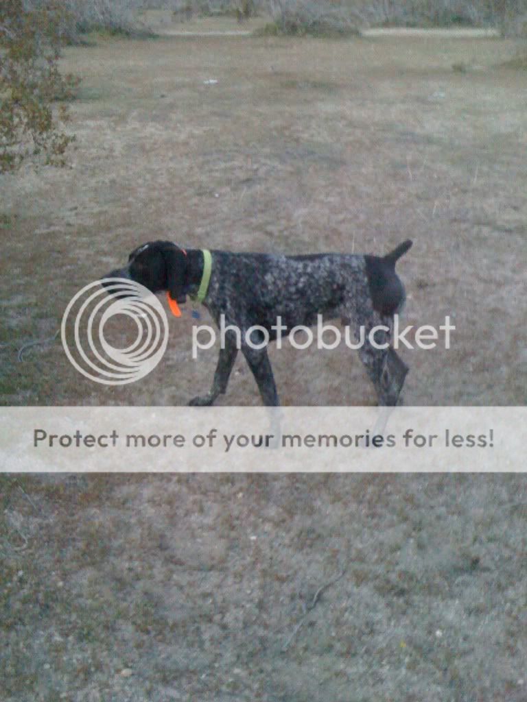 Retrain Hunting Dog - Calguns.net